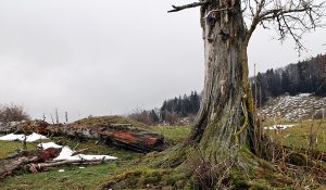 Tree Life Cycle Explained – The Tree Care Guide