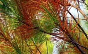 How to Save a Dying Evergreen Tree – The Tree Care Guide