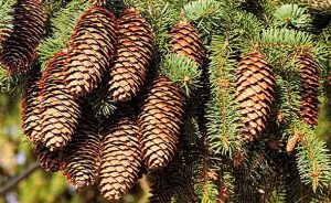 How Do Pine Trees Reproduce? – The Tree Care Guide