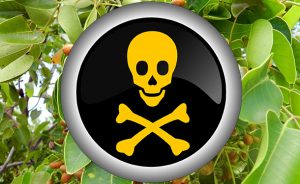 Poisonwood Tree Information, Toxicity, and Treatment – The Tree Care Guide