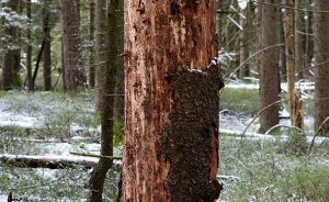 How To Save A Girdled Tree from Dying – The Tree Care Guide