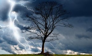 Saving a Tree Struck by Lightning – The Tree Care Guide