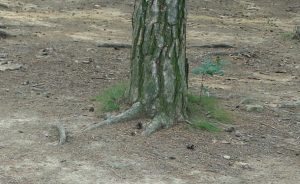 Soil Compaction Solutions – The Tree Care Guide