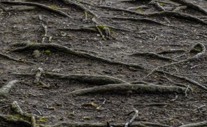 Wrapping Trees for Winter – The Tree Care Guide