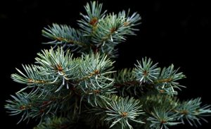 Ideal Zone 9 Evergreen Trees – The Tree Care Guide